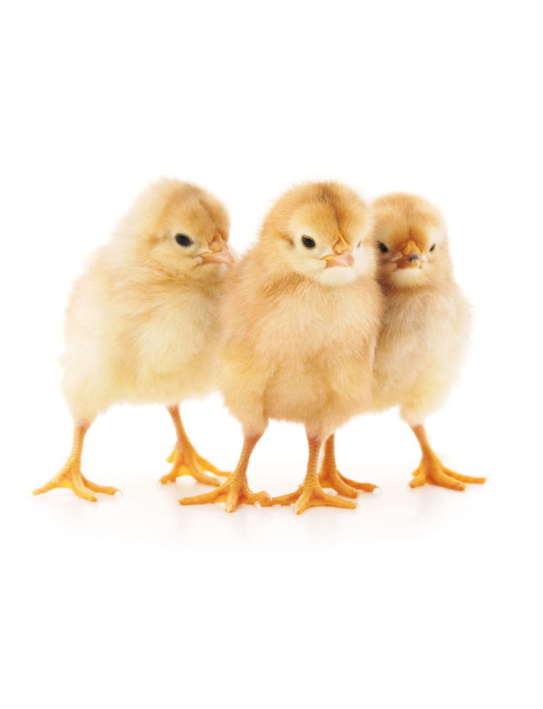 Pui de Curca Big 6 - Furaje Gospodaru